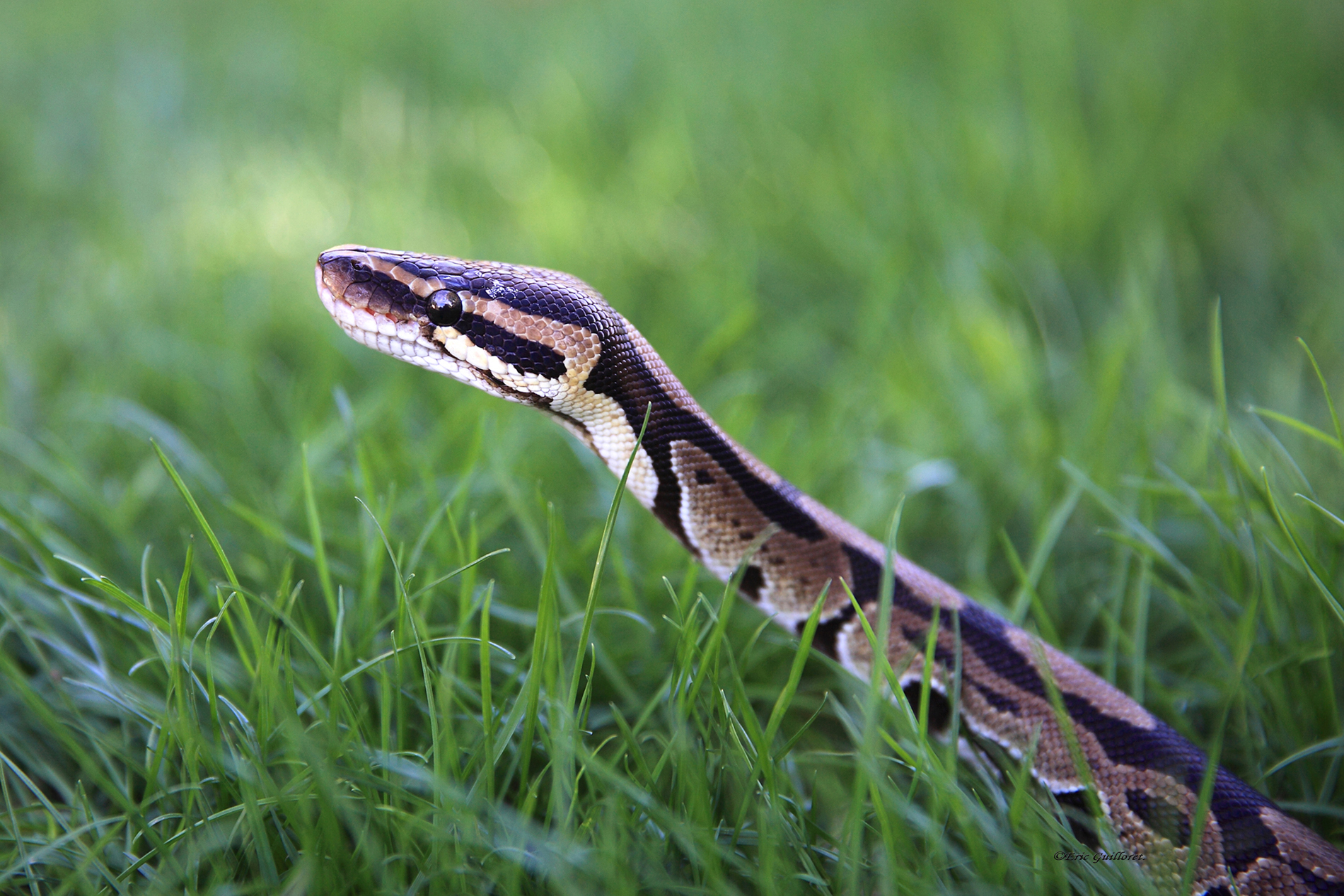 Python Royal Eric Guilloret Photographie